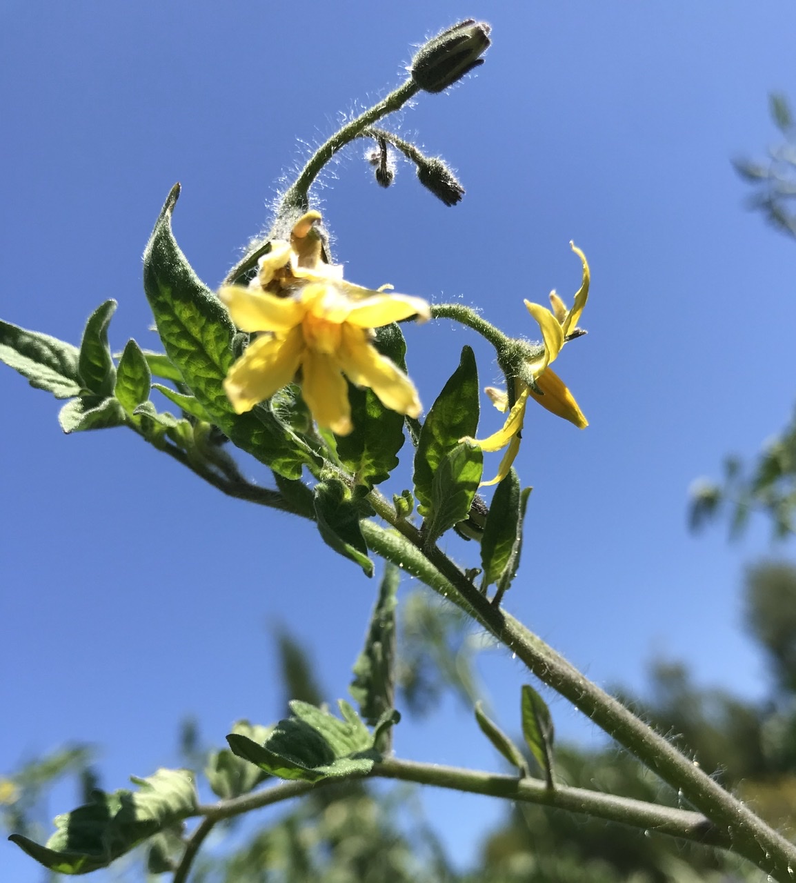 How to Get More Fruit on your Tomato Plants - MonteGatta Farm