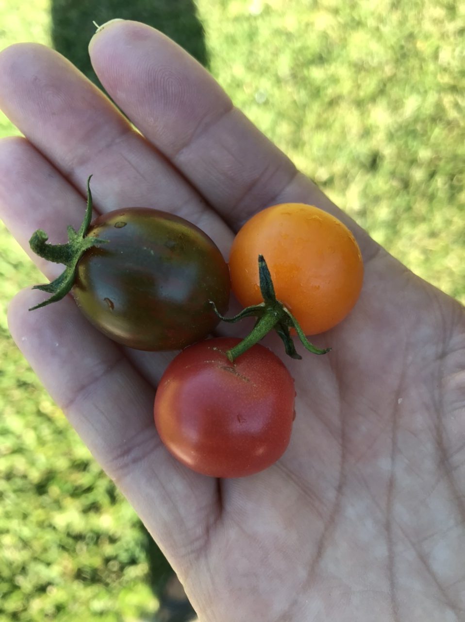 Our Favorite Tomato Varieties | MonteGatta Farm