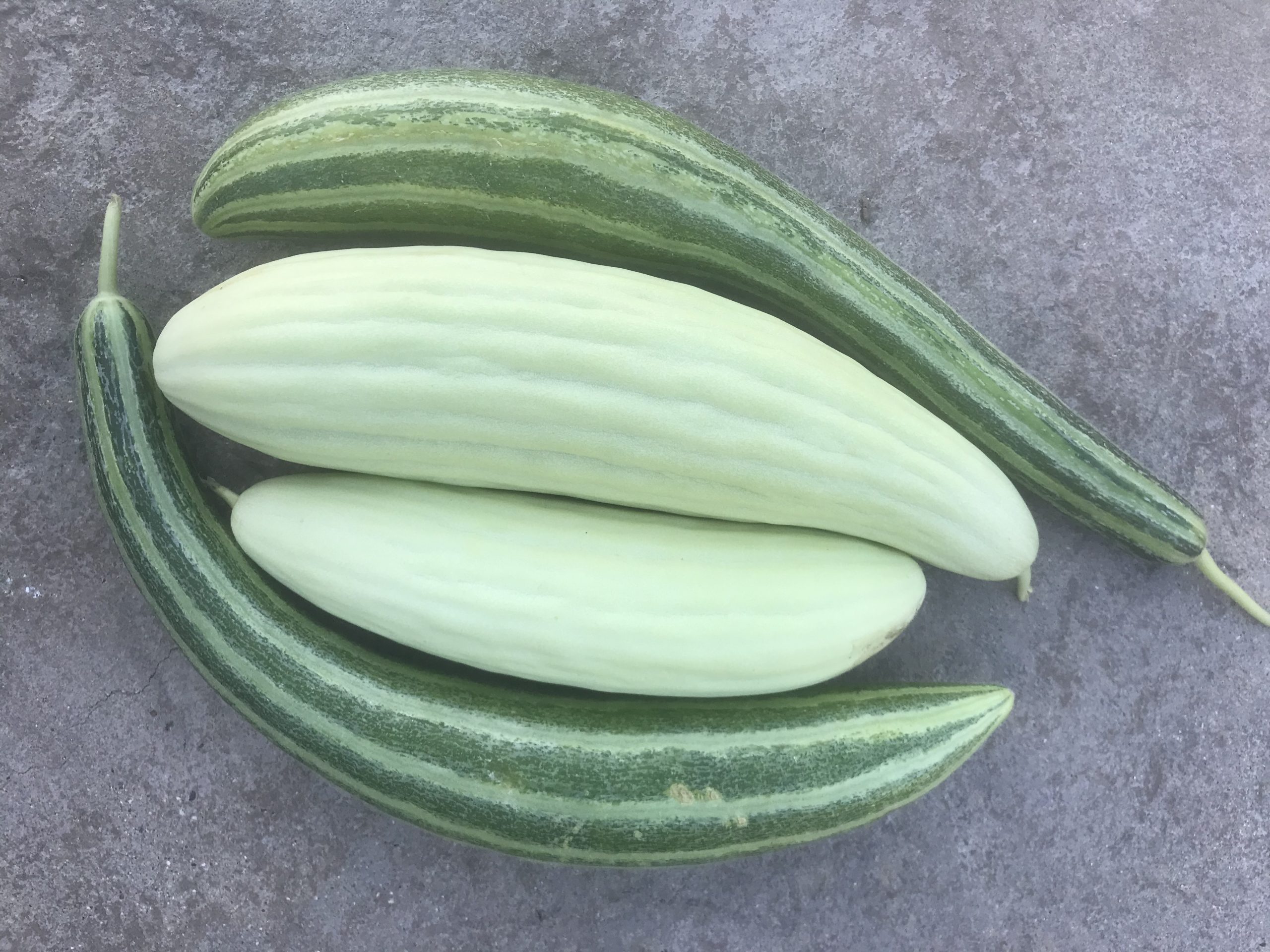 Armenian Cucumbers | MonteGatta Farm