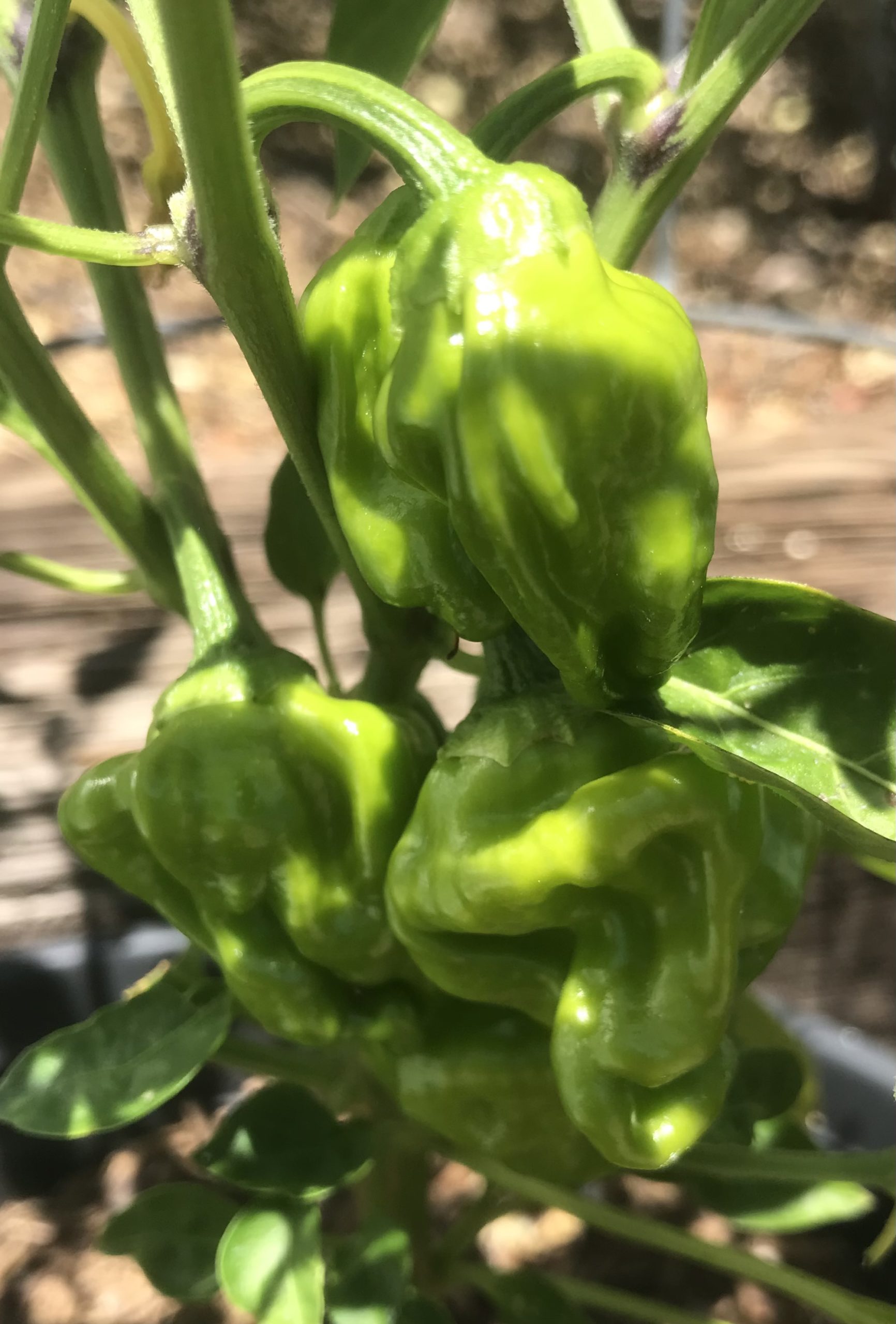 Quick Tips to Encourage Flowers on Pepper Plants | MonteGatta Farm