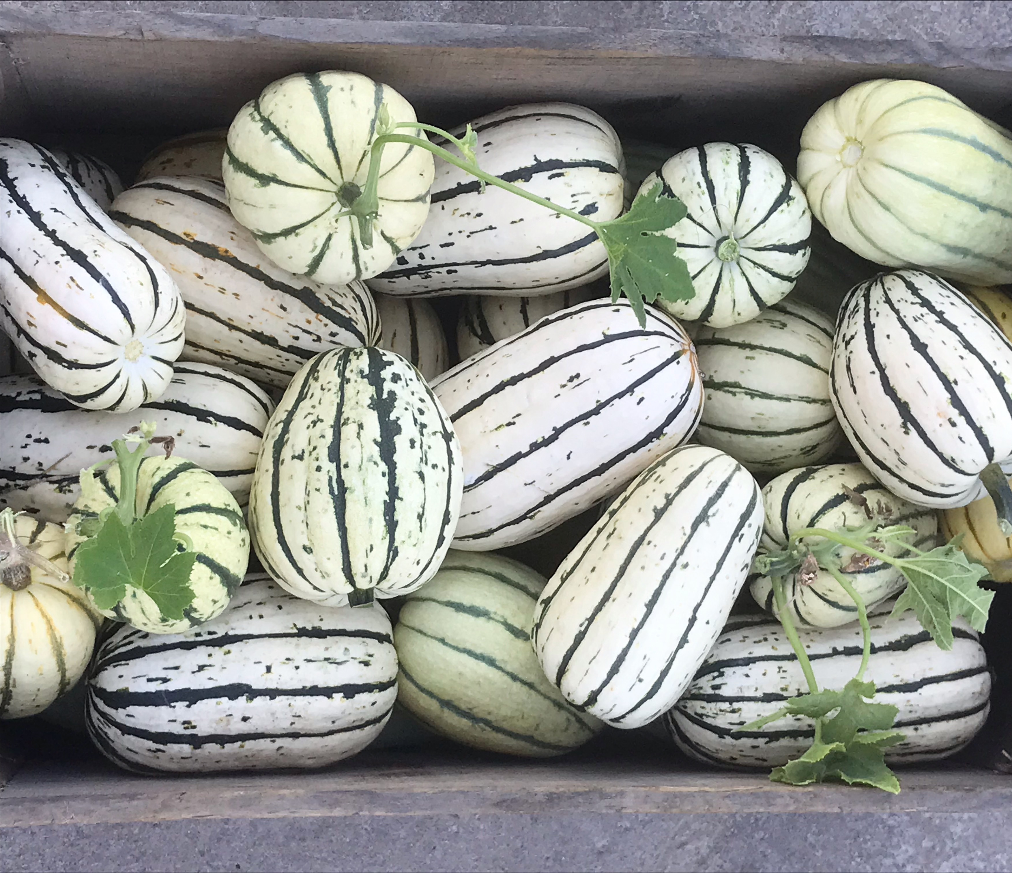 Growing Winter Squash - MonteGatta Farm