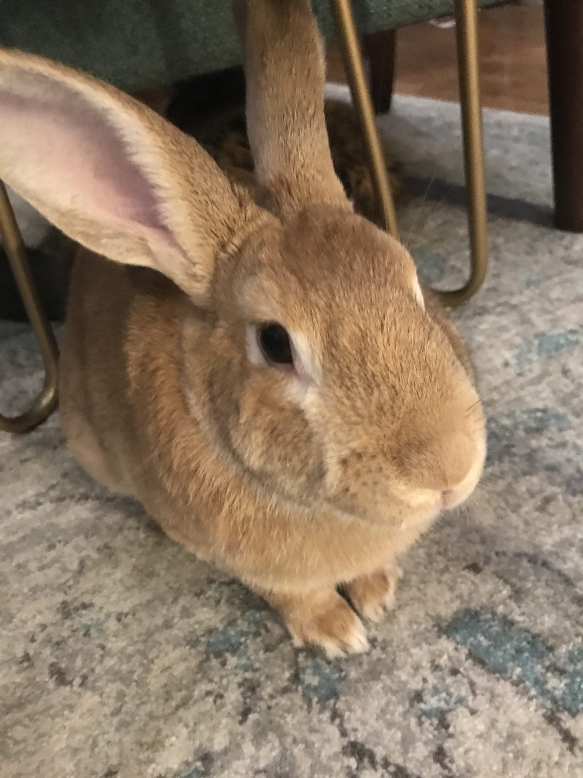 Choosing the Right Housing for a Rabbit - MonteGatta Farm
