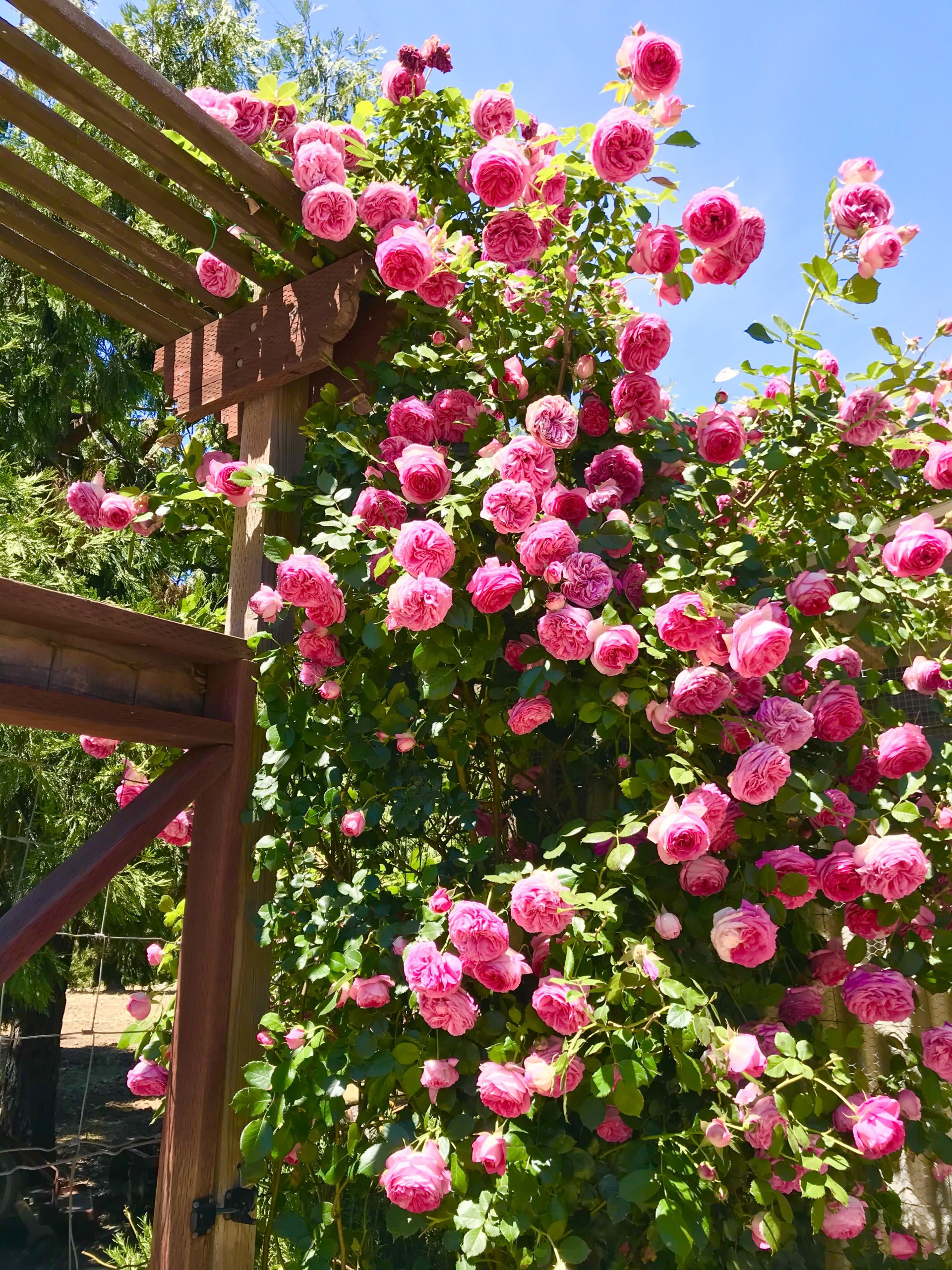 The Best Vines to Grow on Arches and Trellises - MonteGatta Farm