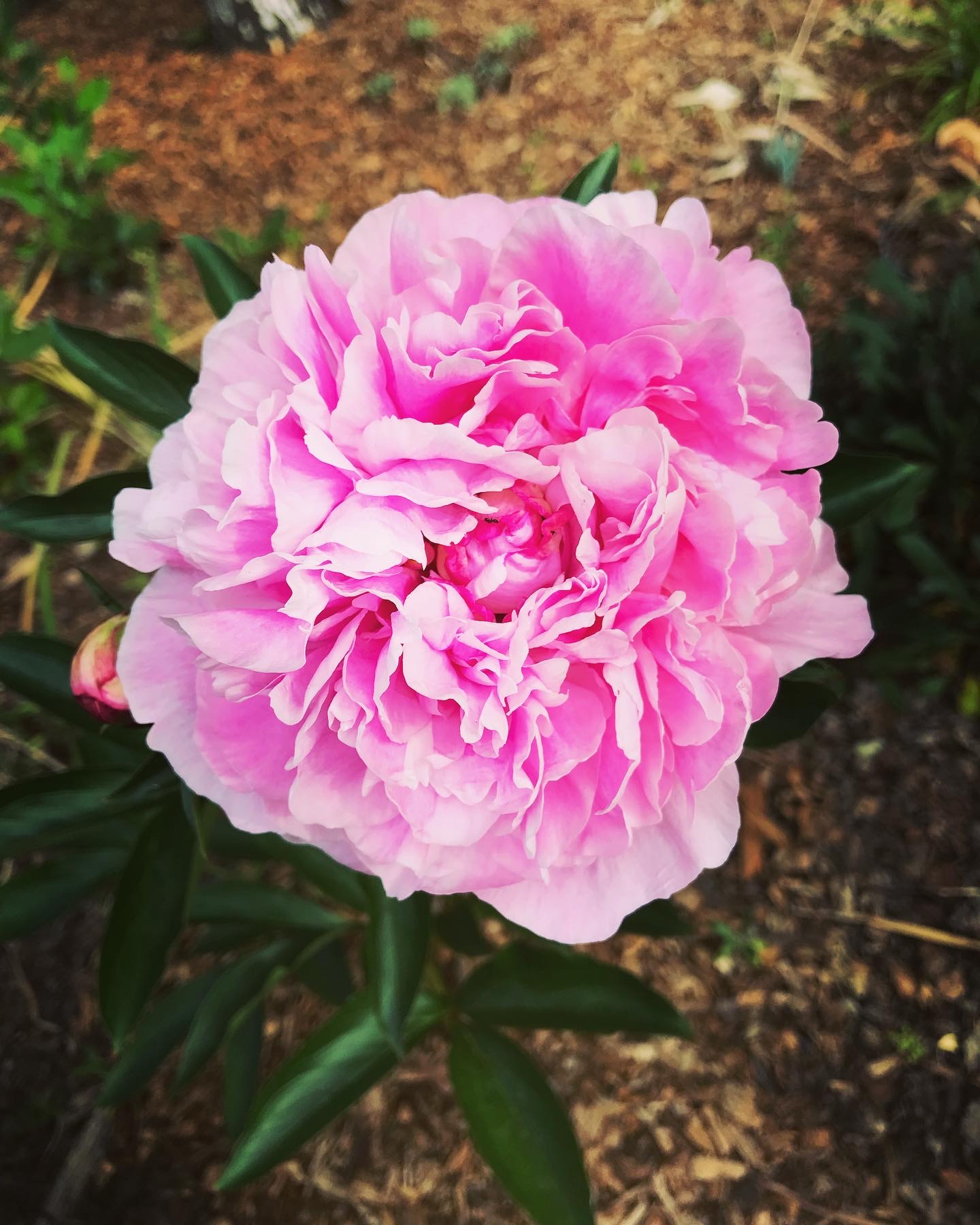 The Timeless Beauty of Peonies: Everything You Need to Know ...
