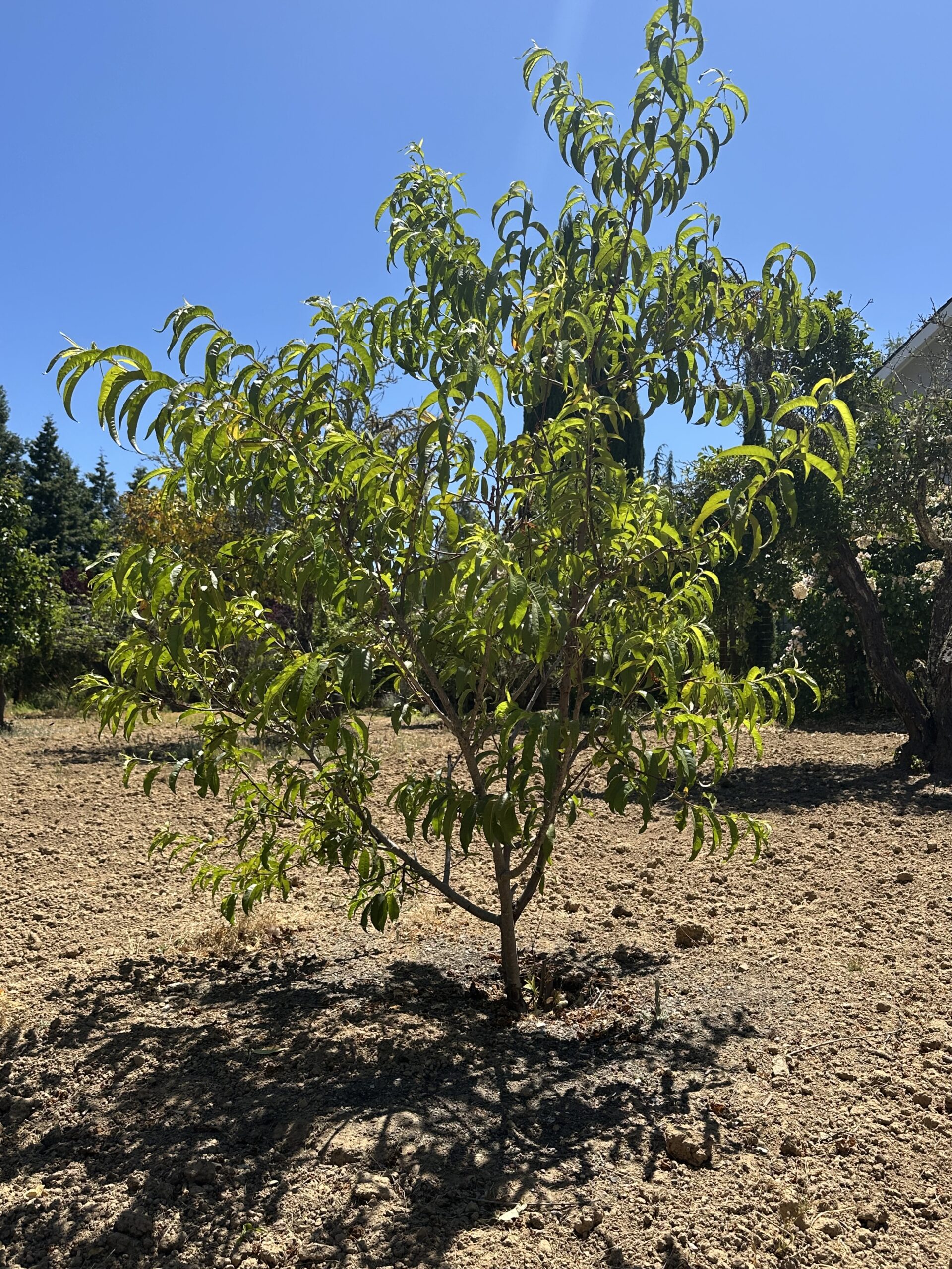 Planting Bare Root Fruit Trees in Winter - MonteGatta Farm